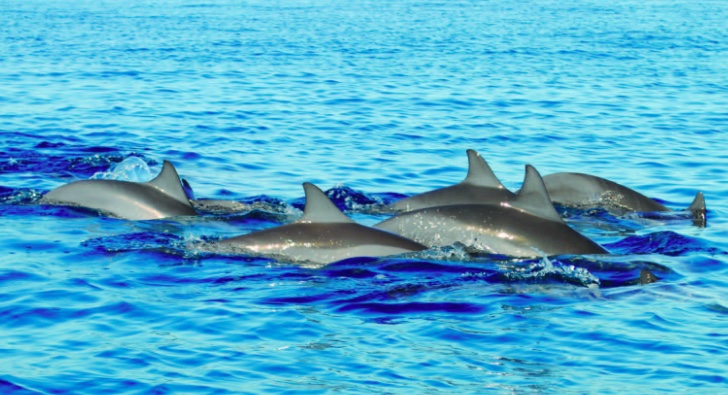 Activities – Comoros-guide.com